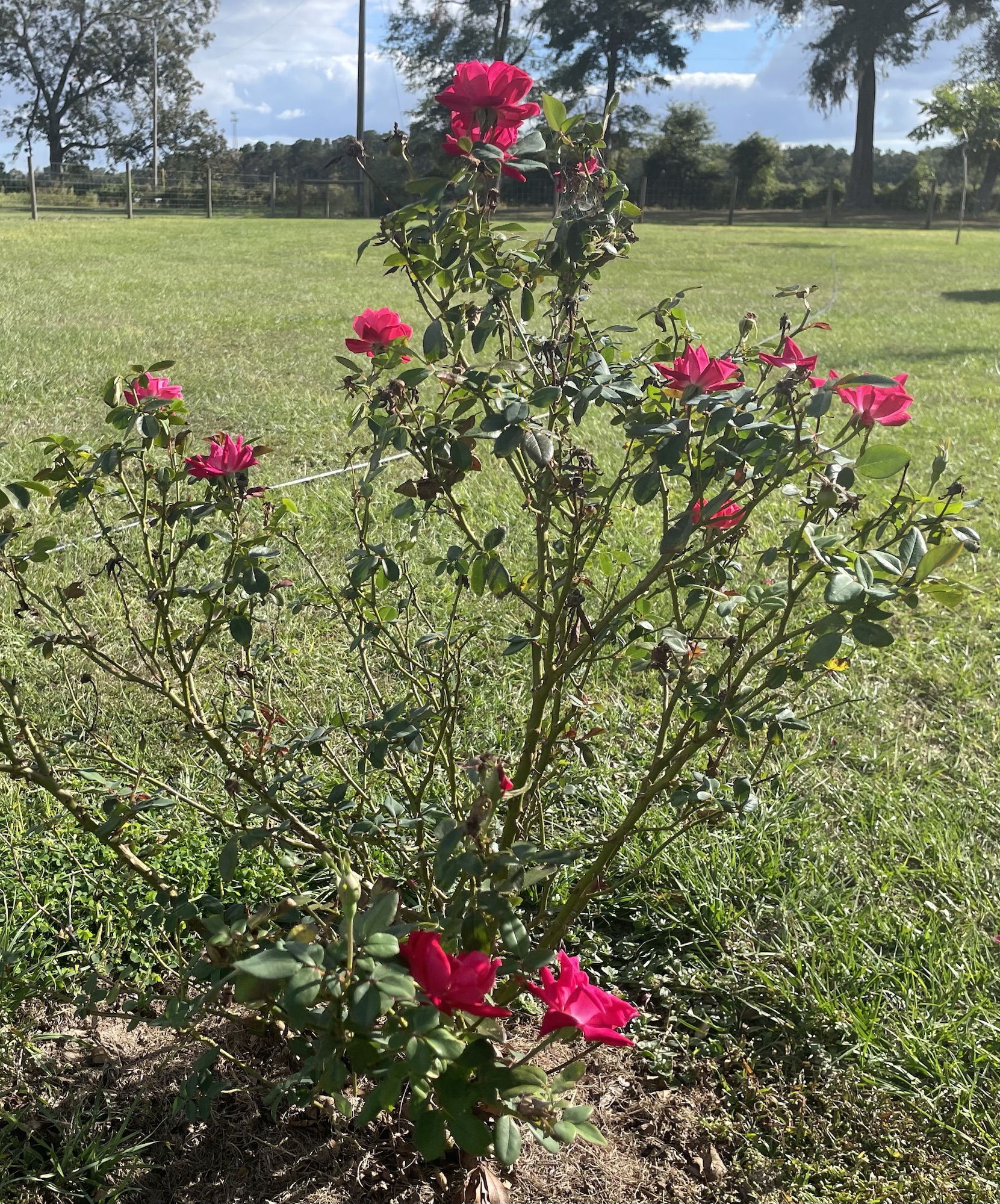 Relentless – Bridget A. Thomas